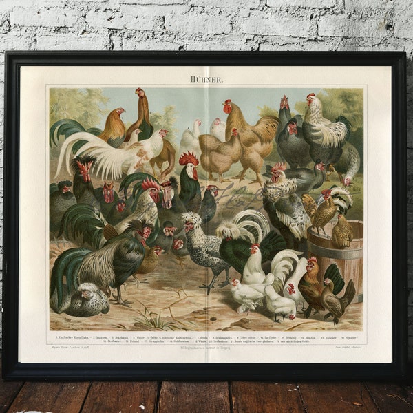 Chicken Breeds Poster - Etsy