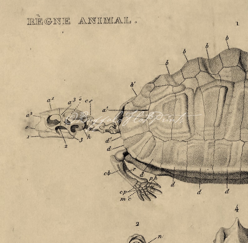 INSTANT DOWNLOAD Turtle Anatomy 2 Poster Print Set Shell Bones - Etsy