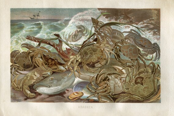 INSTANT DOWNLOAD Crabs Eating Fish Marine Biology Art Colorful - Etsy