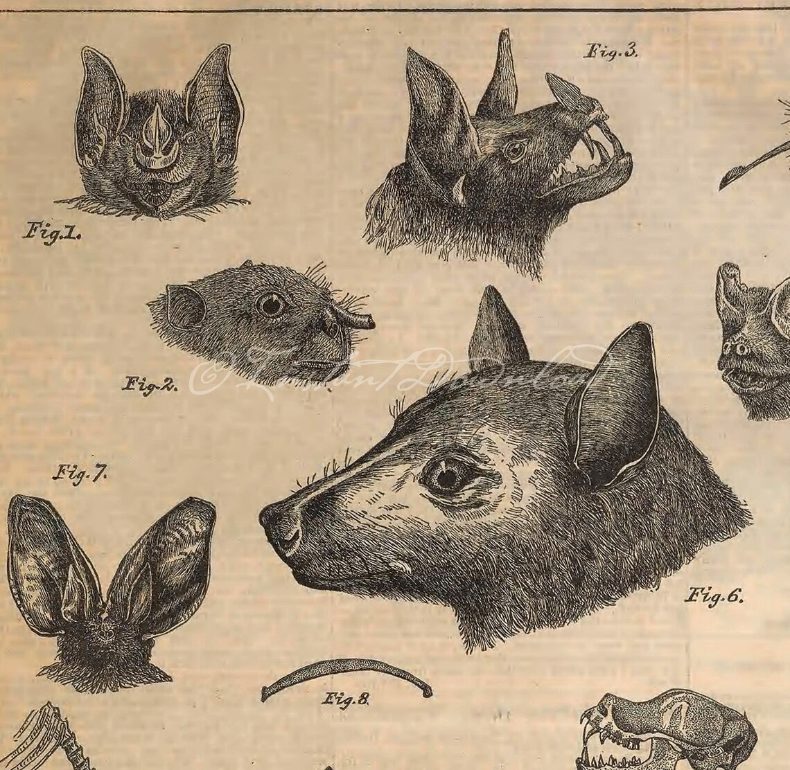 POSTER PRINT Assorted Spooky Bats Poster Print Bat Anatomy Bat - Etsy