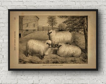 Sheep poster | Etsy