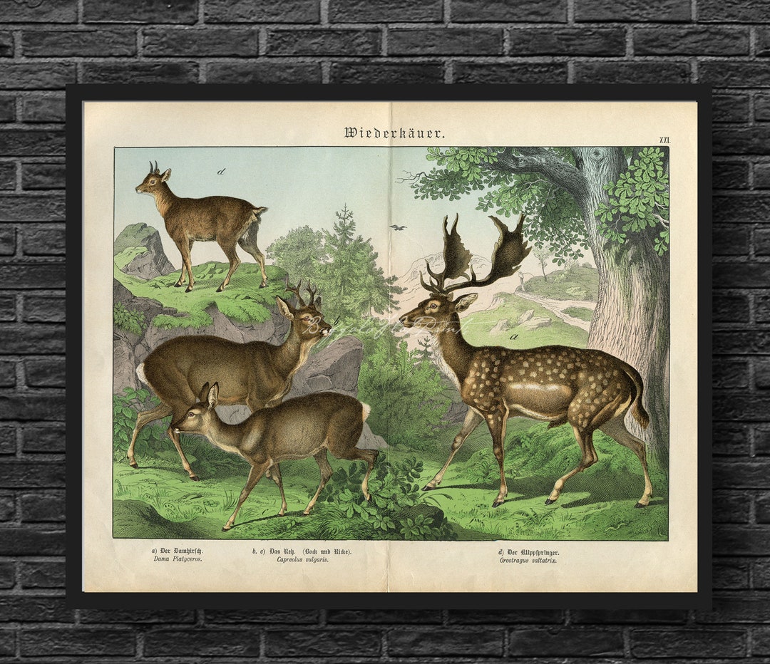 INSTANT DOWNLOAD Deer Fallow Red Deer Roe Deer Antelope Natural History ...