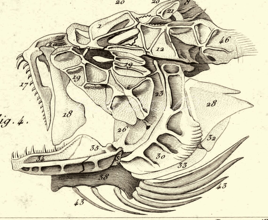 Fish Skull Skeletal Anatomy Fish Skull Skeletal Anatomy