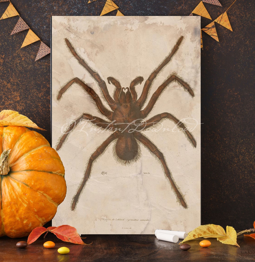 POSTER PRINT Goliath Tarantula Goliath Bird Eater Tarantula Leblond ...