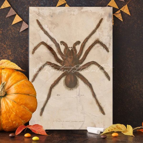 Goliath Bird Eater Spider - Etsy