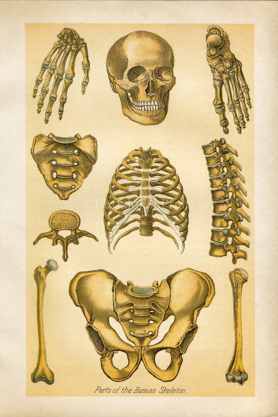 POSTER PRINT Scary Human Skeleton Bones Skull Halloween - Etsy Singapore