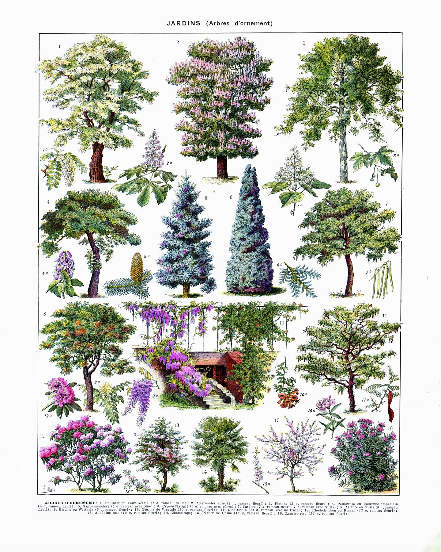 INSTANT DOWNLOAD 7 Poster Print Set 16x20 Trees Evergreen Deciduous ...