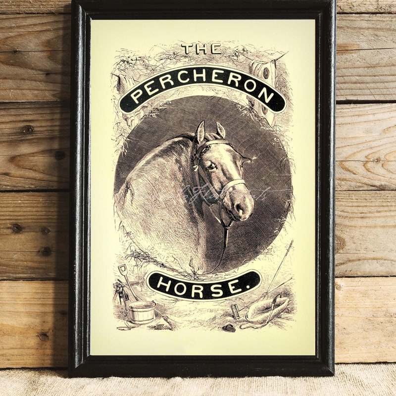 Percheron - Etsy