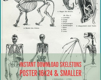 Gorilla skeleton | Etsy