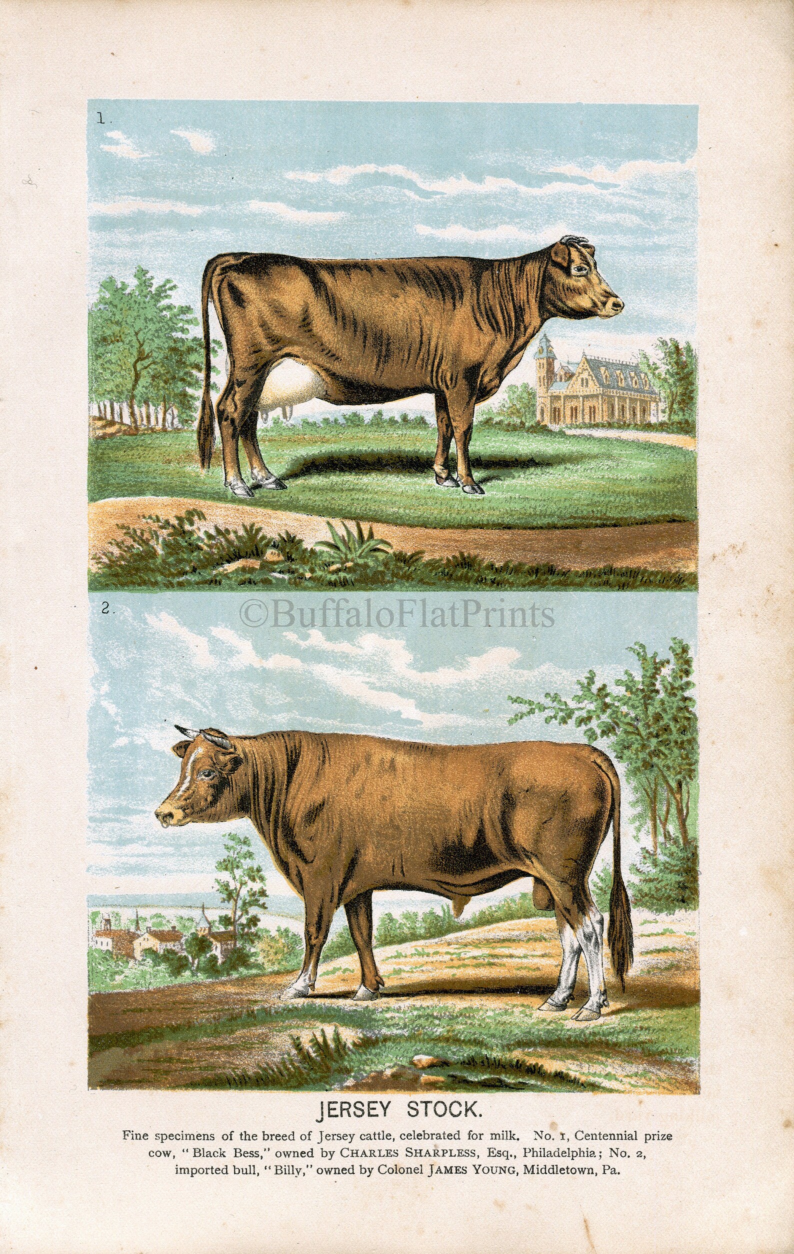 INSTANT DOWNLOAD 8 Print Set Arm Animal Prints Pig Sheep Cows Horses ...