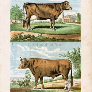INSTANT DOWNLOAD 8 Print Set Arm Animal Prints Pig Sheep Cows Horses ...