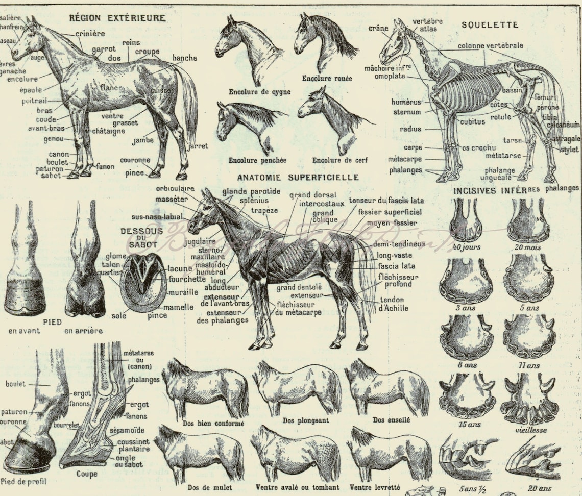 INSTANT DOWNLOAD Horse Anatomy Poster Prints 4 Equine Anatomy Horse ...