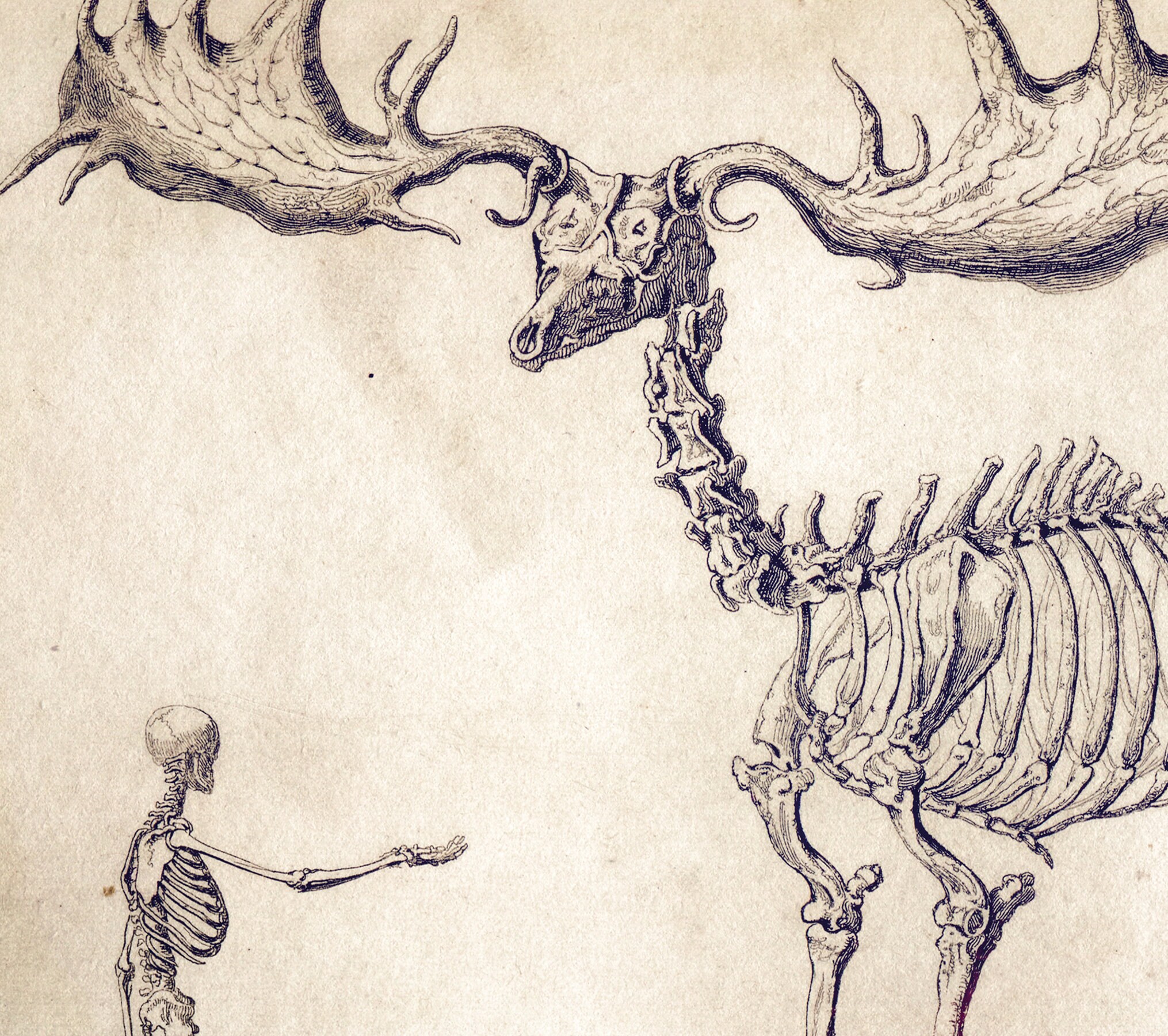 INSTANT DOWNLOAD Giant Prehistoric Irish Elk and Human Skeleton Poster ...