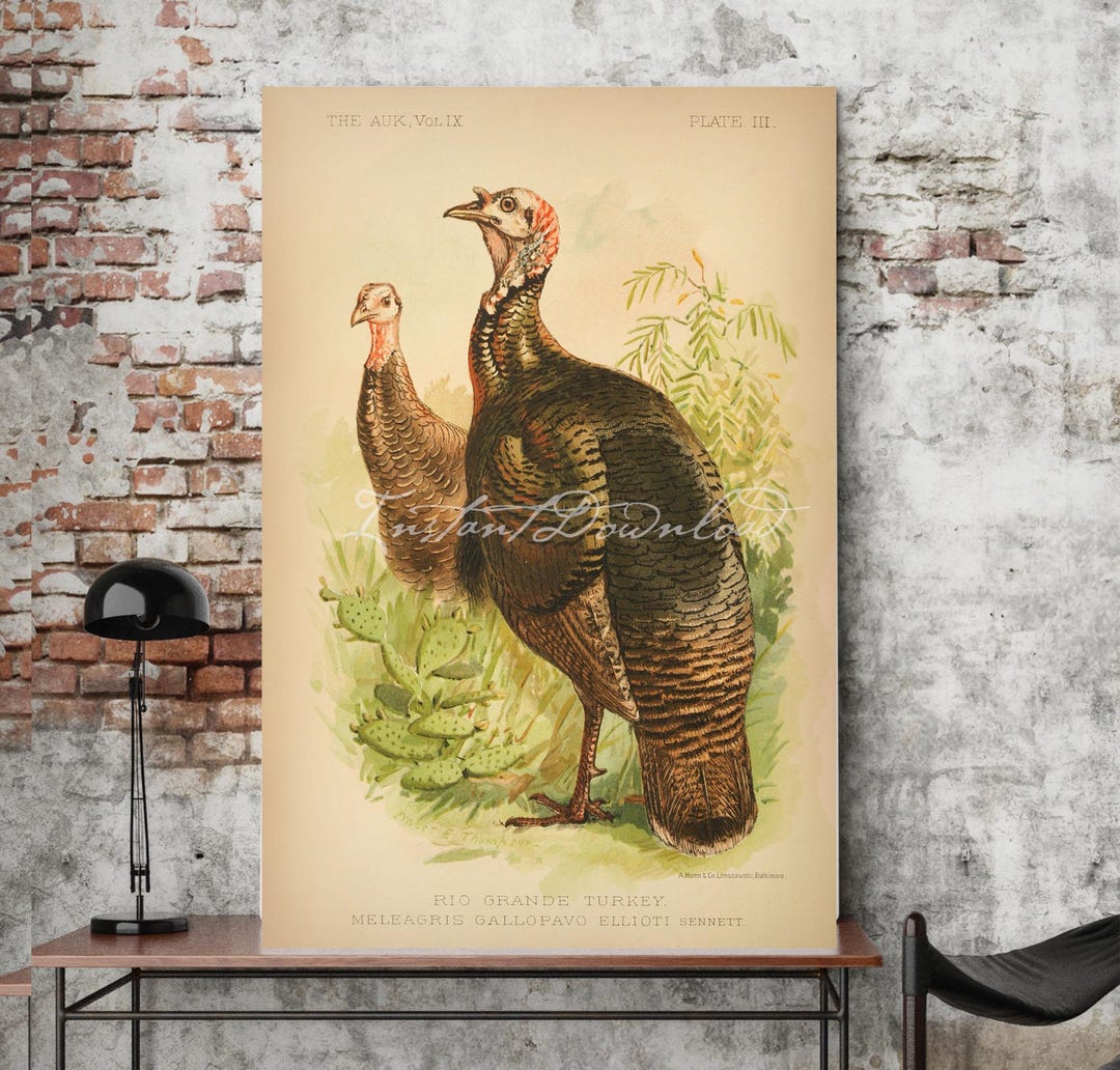 POSTER PRINT Wild Turkey Poster Print Game Bird Thanksgiving Poster ...