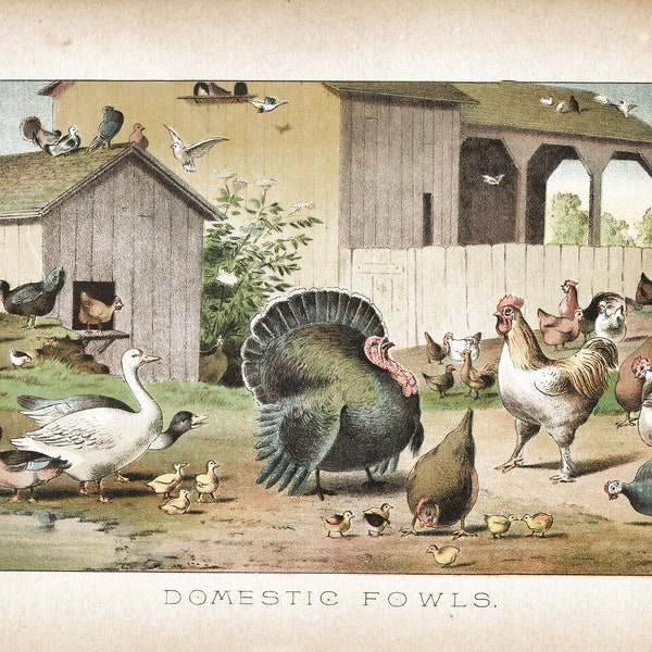 Poultry - Etsy