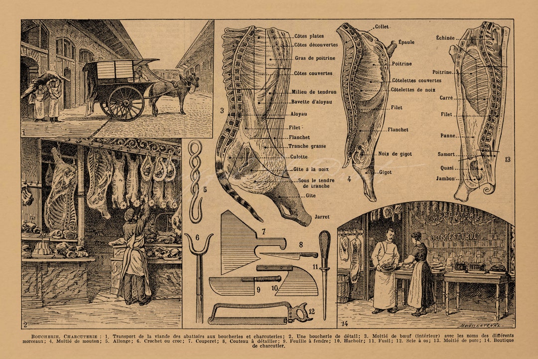 INSTANT DOWNLOAD Butcher Shop Butchering French Knowledge Poster Cuts ...