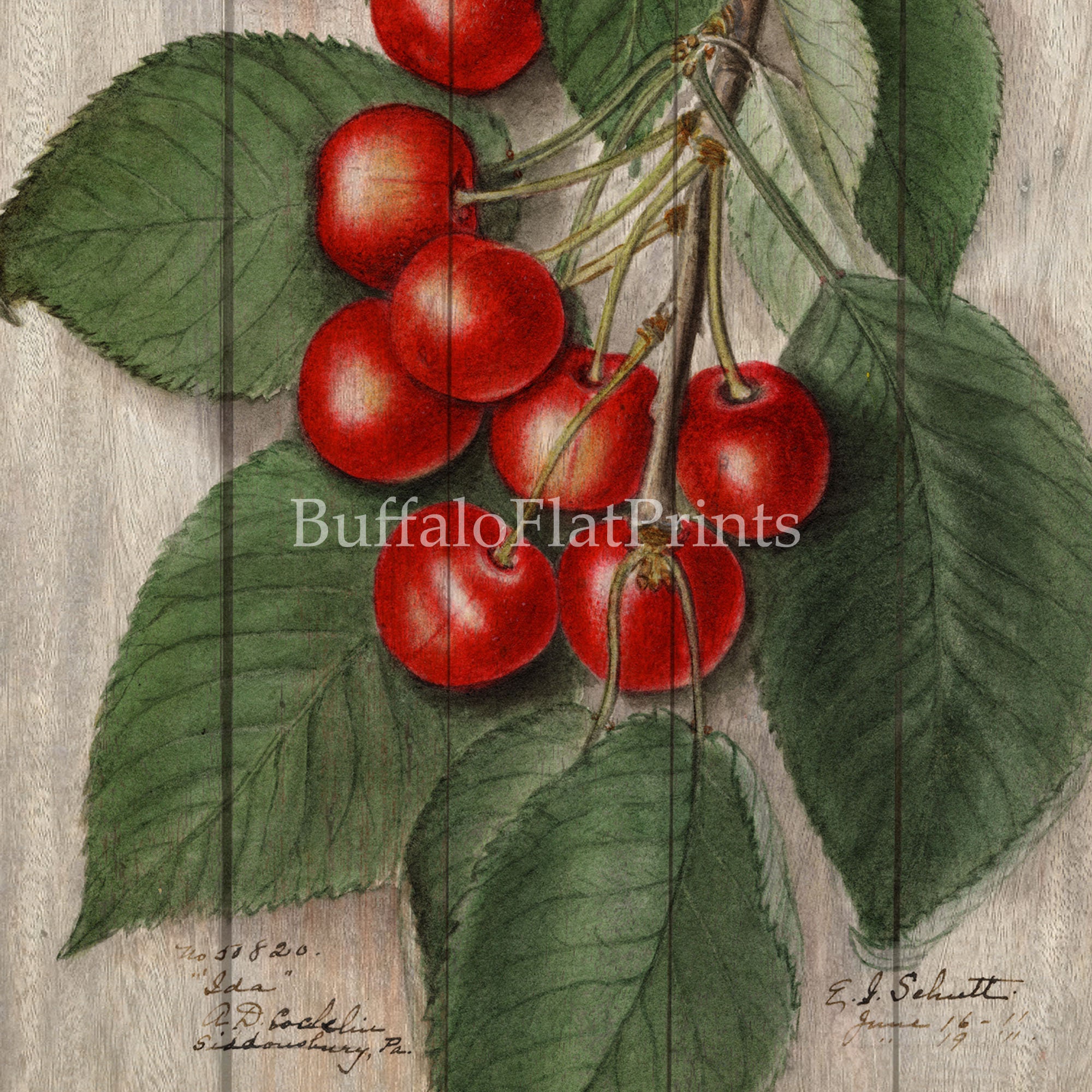 SOFORTIGER DOWNLOAD Rote Kirschen Kirsche Art Print Auf Holz Ida ...