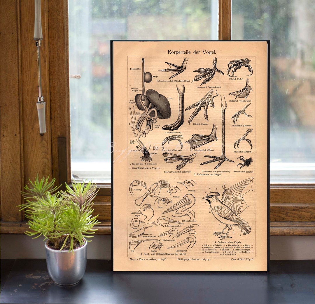 INSTANT DOWNLOAD Bird Anatomy Parts Feet Organs Types of Bills Bird ...