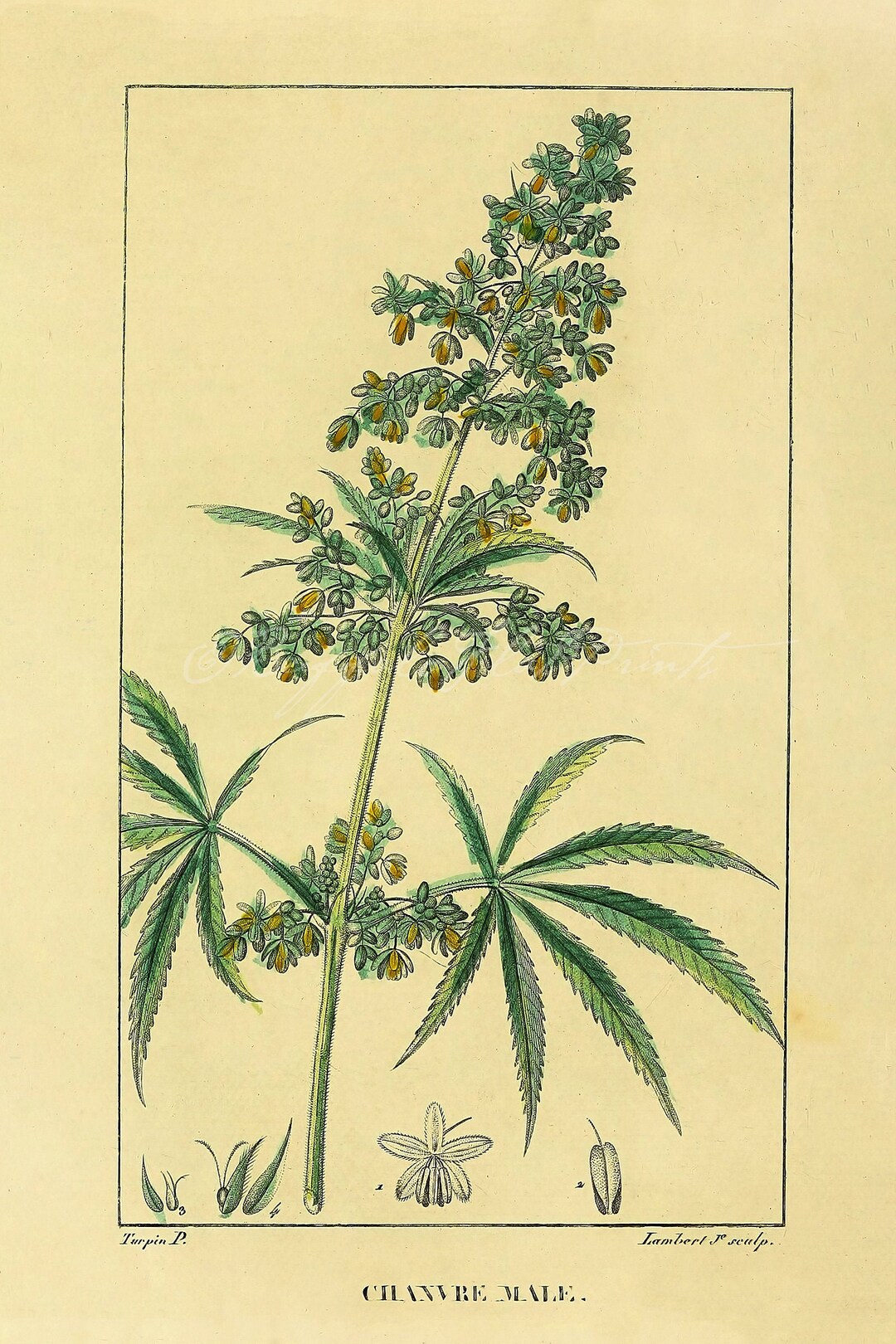 INSTANT DOWNLOAD Cannabis Art Print Marijuana Male Seeds Botanical ...