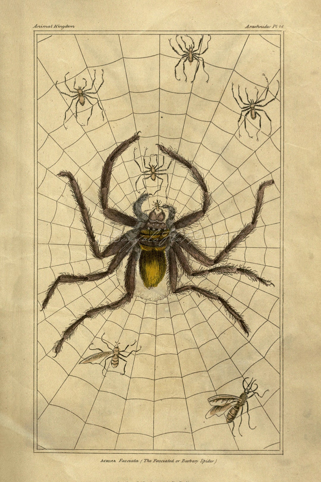 INSTANT DOWNLOAD Spooky Spider Web Halloween Poster Halloween Decor ...