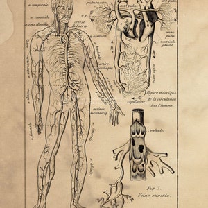INSTANT DOWNLOAD Scary Skeletons Human Anatomy 2 Print Set Skeleton ...