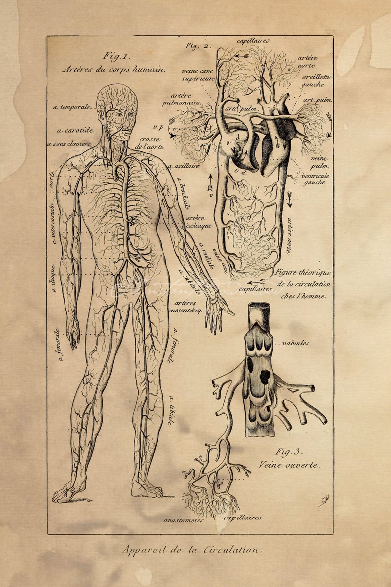 INSTANT DOWNLOAD Scary Skeletons Human Anatomy 2 Print Set Skeleton ...