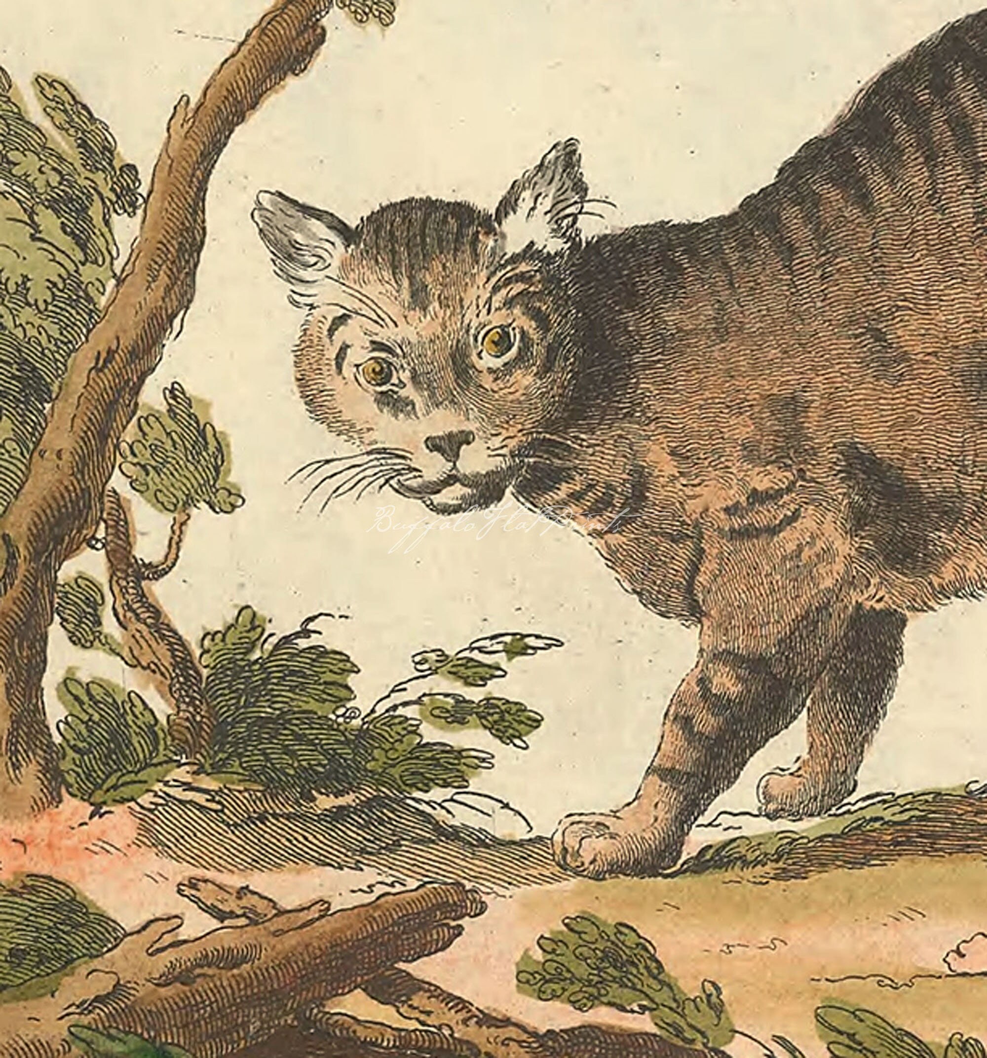 INSTANT DOWNLOAD Jungle Cat Swamp Cat Reed Cat Tabby Domestic - Etsy