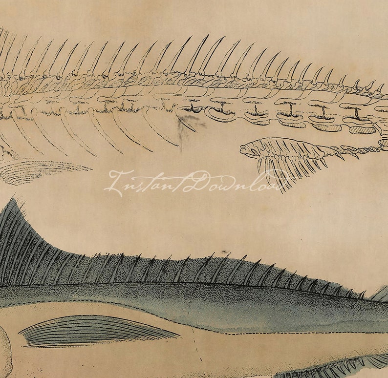 INSTANT DOWNLOAD Sailfish Print Skeleton Ocean Fauna Marine - Etsy