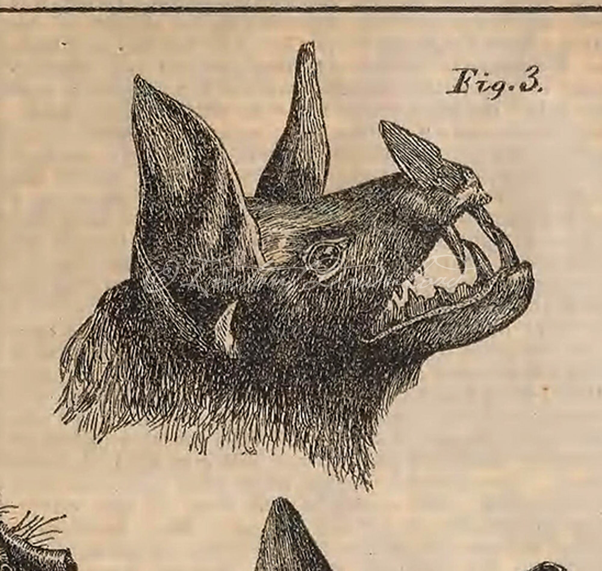 POSTER PRINT Assorted Spooky Bats Poster Print Bat Anatomy Bat - Etsy