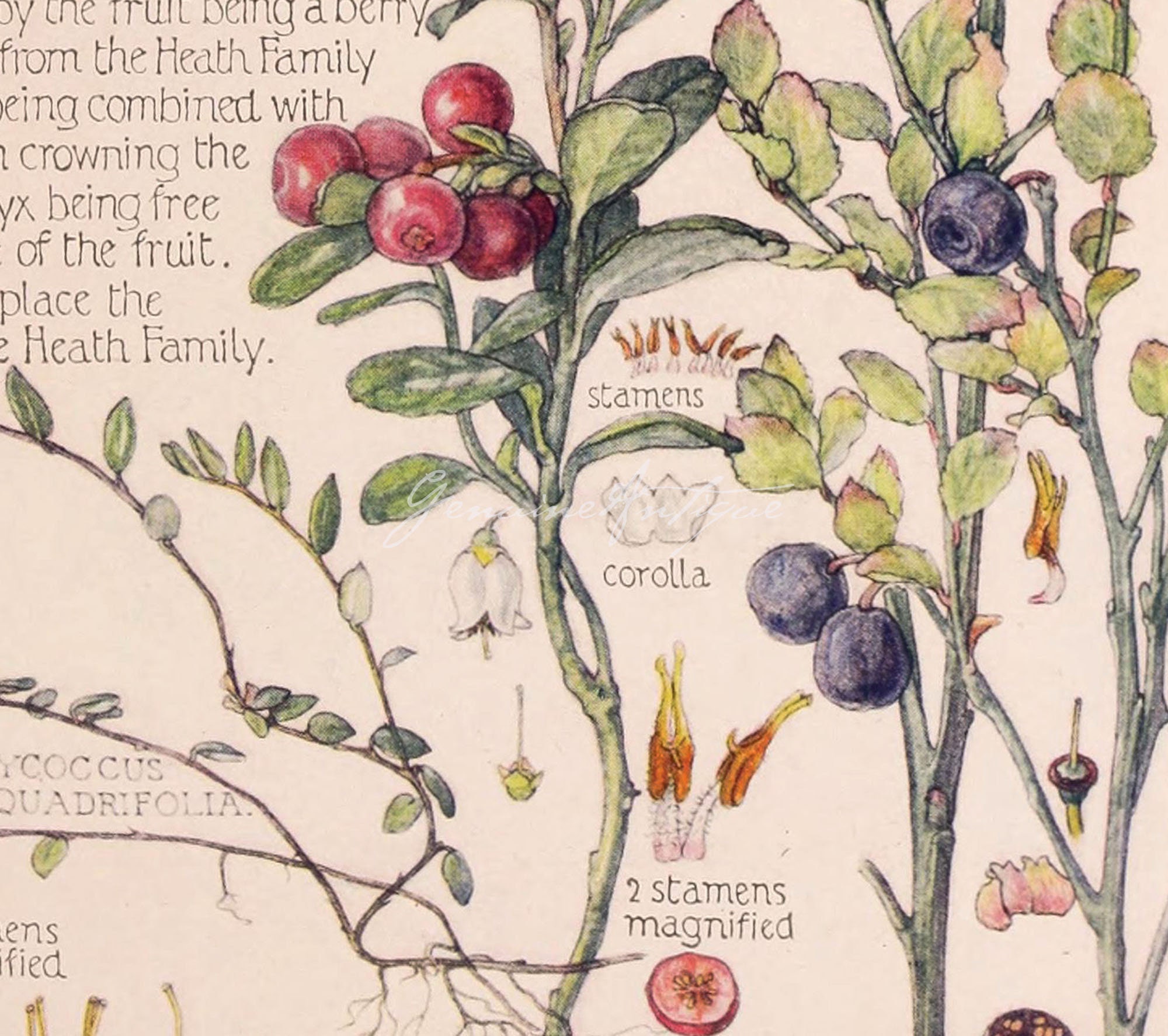 INSTANT DOWNLOAD the Cranberry Family Marsh Cranberry - Etsy