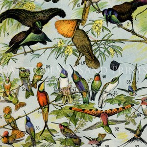 INSTANT DOWNLOAD Birds of the World Exotic Birds 2 Print Set ...