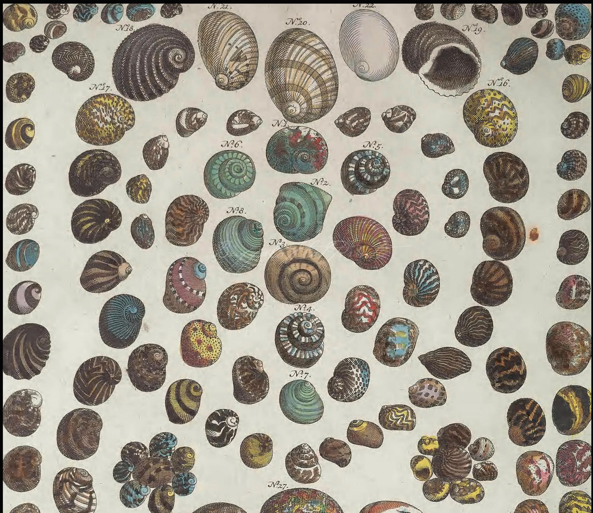 INSTANT DOWNLOAD Seashells Moon Shells Colorful Sea Fauna Poster Print ...