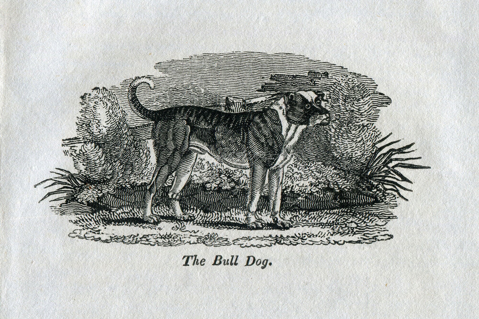 INSTANT DOWNLOAD the Bull Dog 1700s Engraving Dog Lover Pets - Etsy