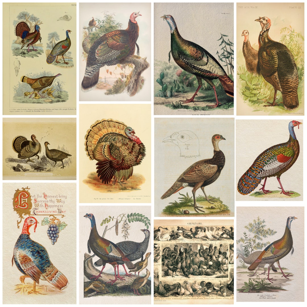 INSTANT DOWNLOAD 12 Turkey Poster Print Set Thanksgiving Fall Winter ...