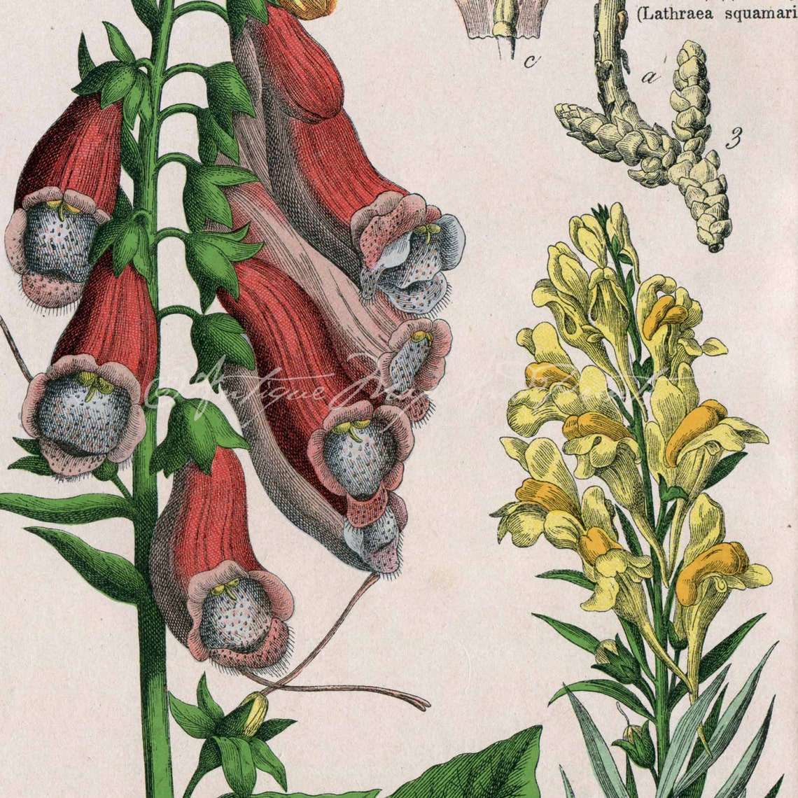 INSTANT DOWNLOAD Botanical Flowers Snapdragon Foxglove Poster | Etsy
