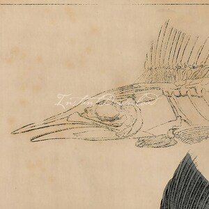 INSTANT DOWNLOAD Sailfish Print Skeleton Ocean Fauna Marine Animals ...