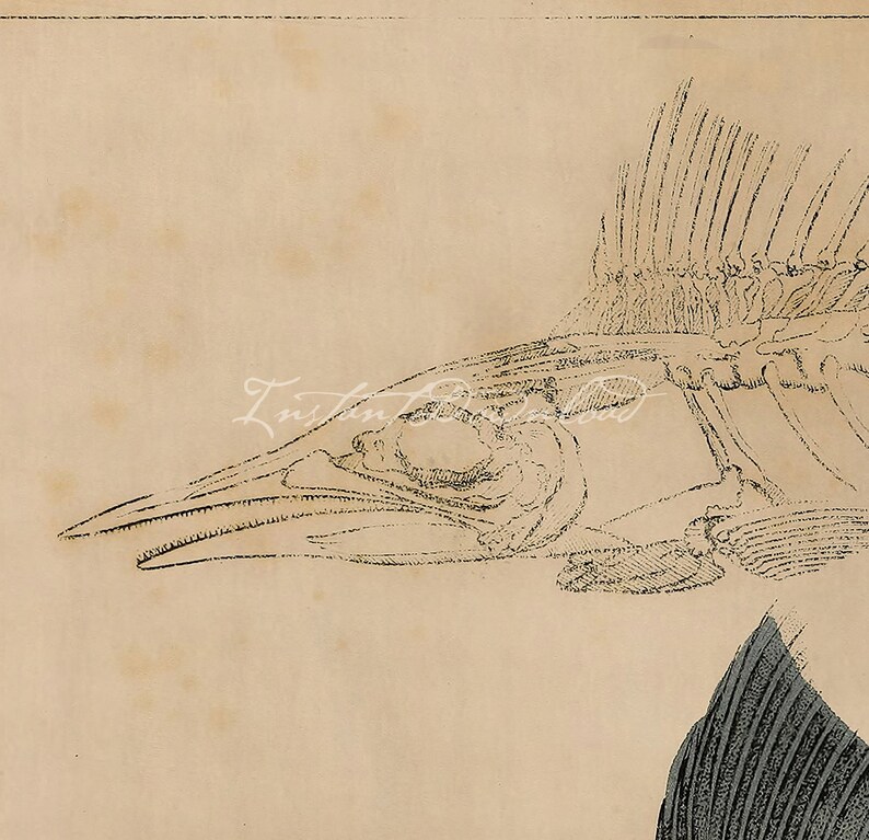 INSTANT DOWNLOAD Sailfish Print Skeleton Ocean Fauna Marine - Etsy