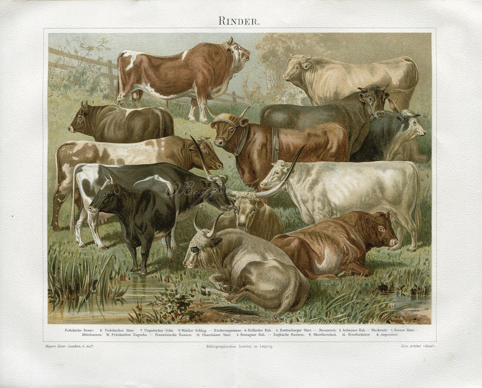 INSTANT DOWNLOAD Cows Bulls Calves Dairy Herd Print 1800s - Etsy