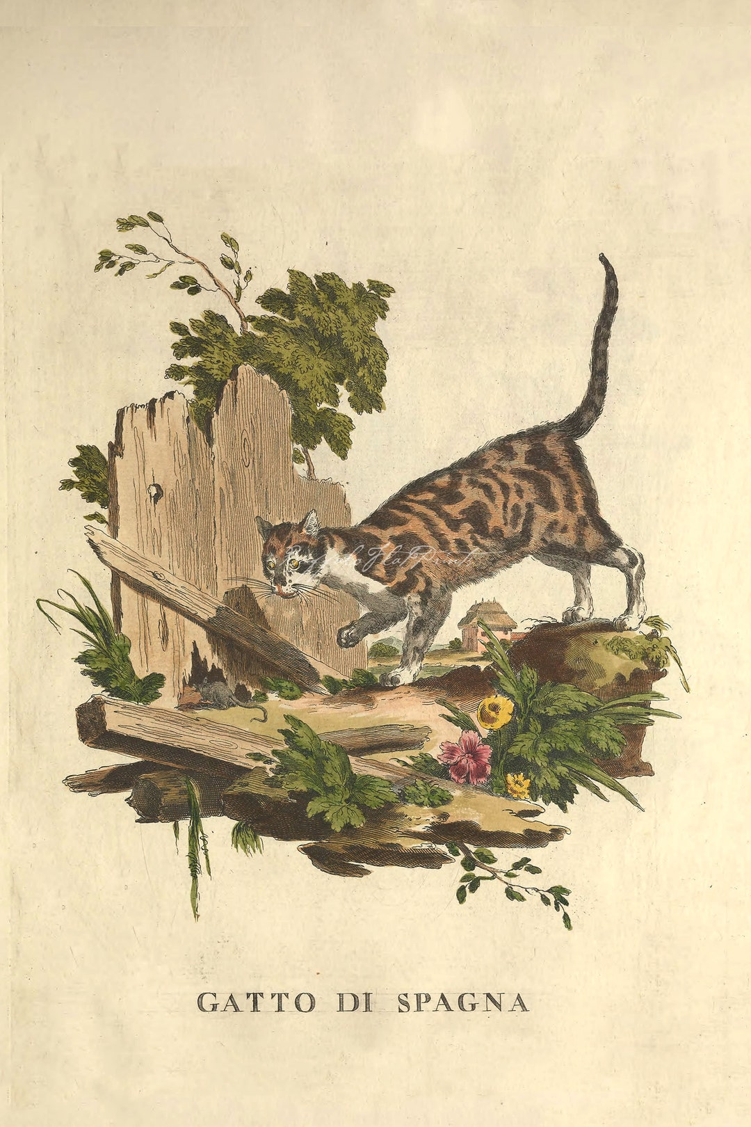 INSTANT DOWNLOAD Spanish Cat Art Print Cat Lover Gift Wall Art ...