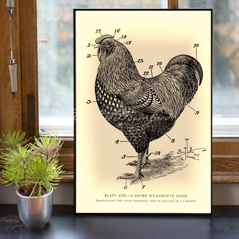 Chicken Breeds Poster - Etsy