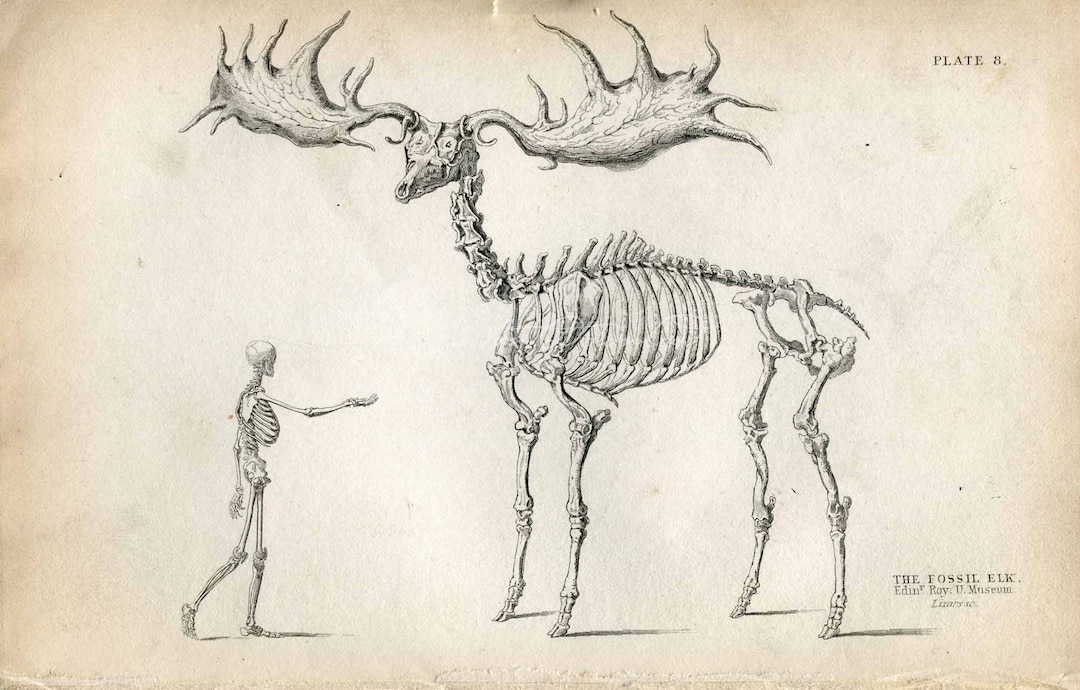 DESCARGA INSTANTE Alce gigante y esqueleto humano libro antiguo ...
