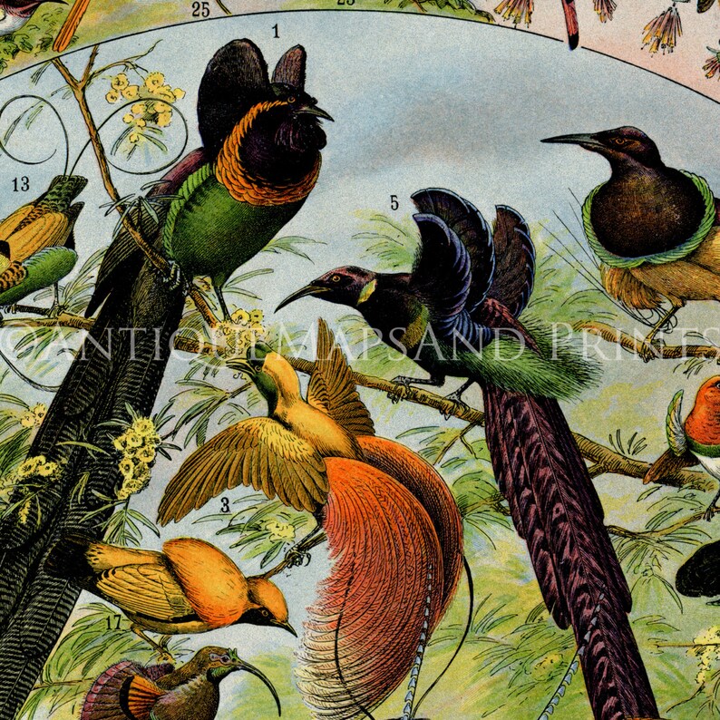 INSTANT DOWNLOAD Birds of the World Exotic Birds 2 Print Set - Etsy