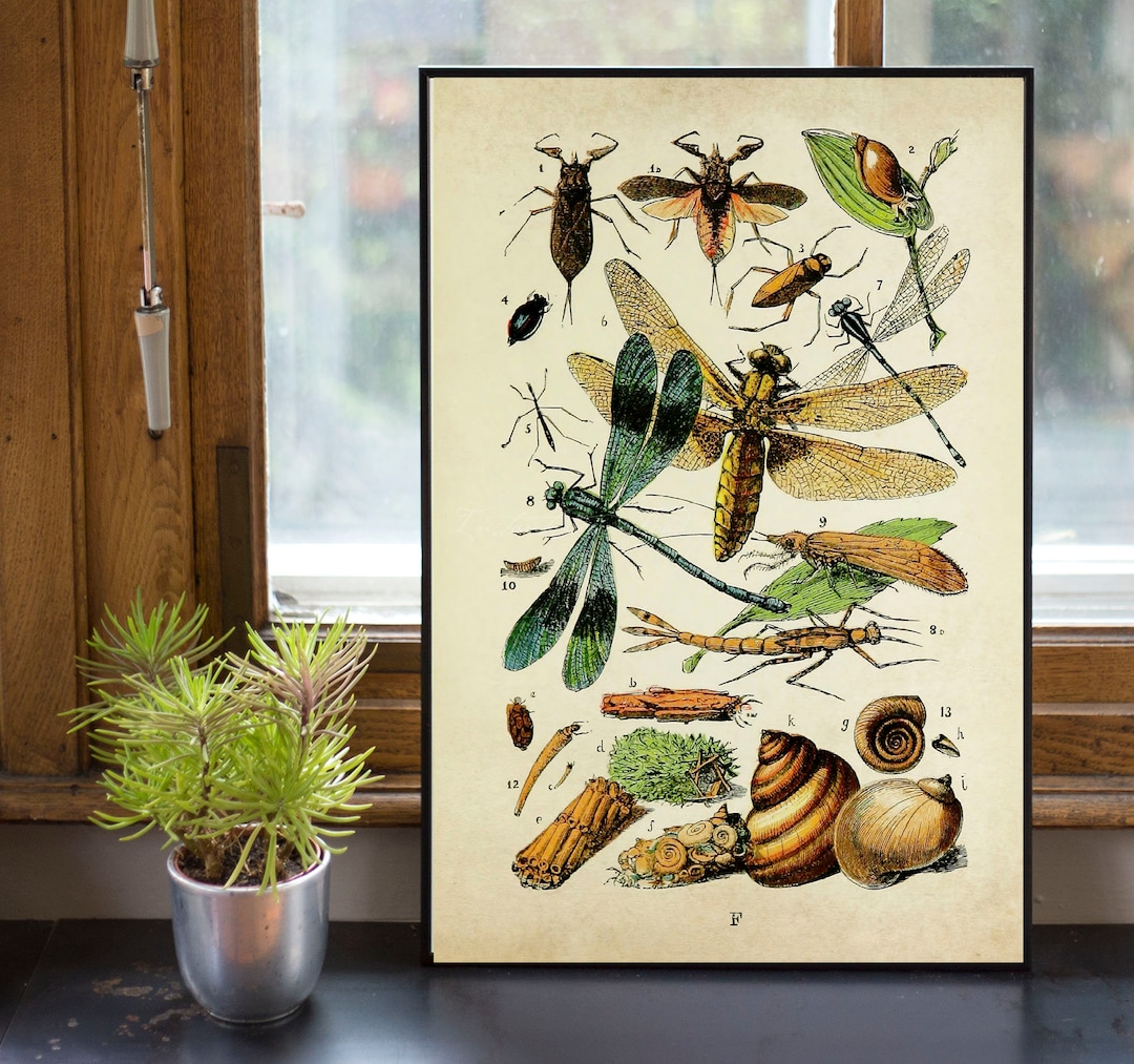INSTANT DOWNLOAD Dragonflies Dragonfly Insect Wall Art Poster - Etsy