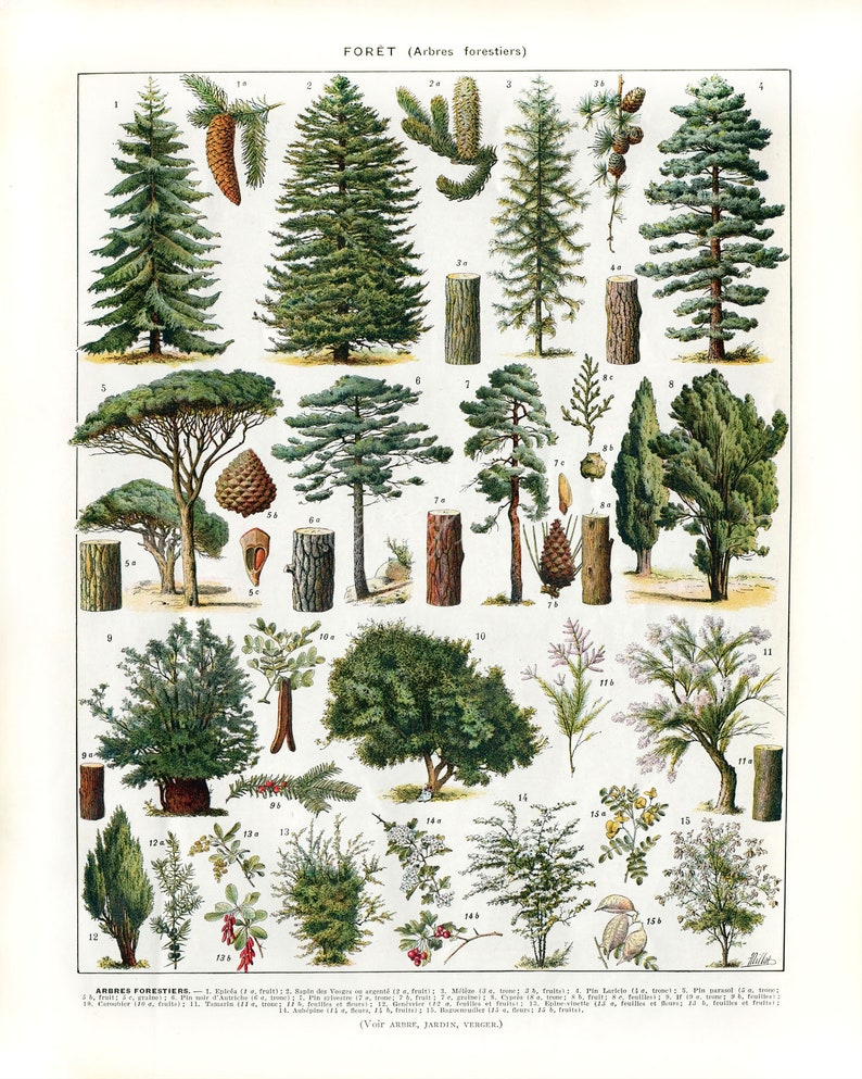 INSTANT DOWNLOAD 7 Poster Print Set 16x20 Trees Evergreen | Etsy