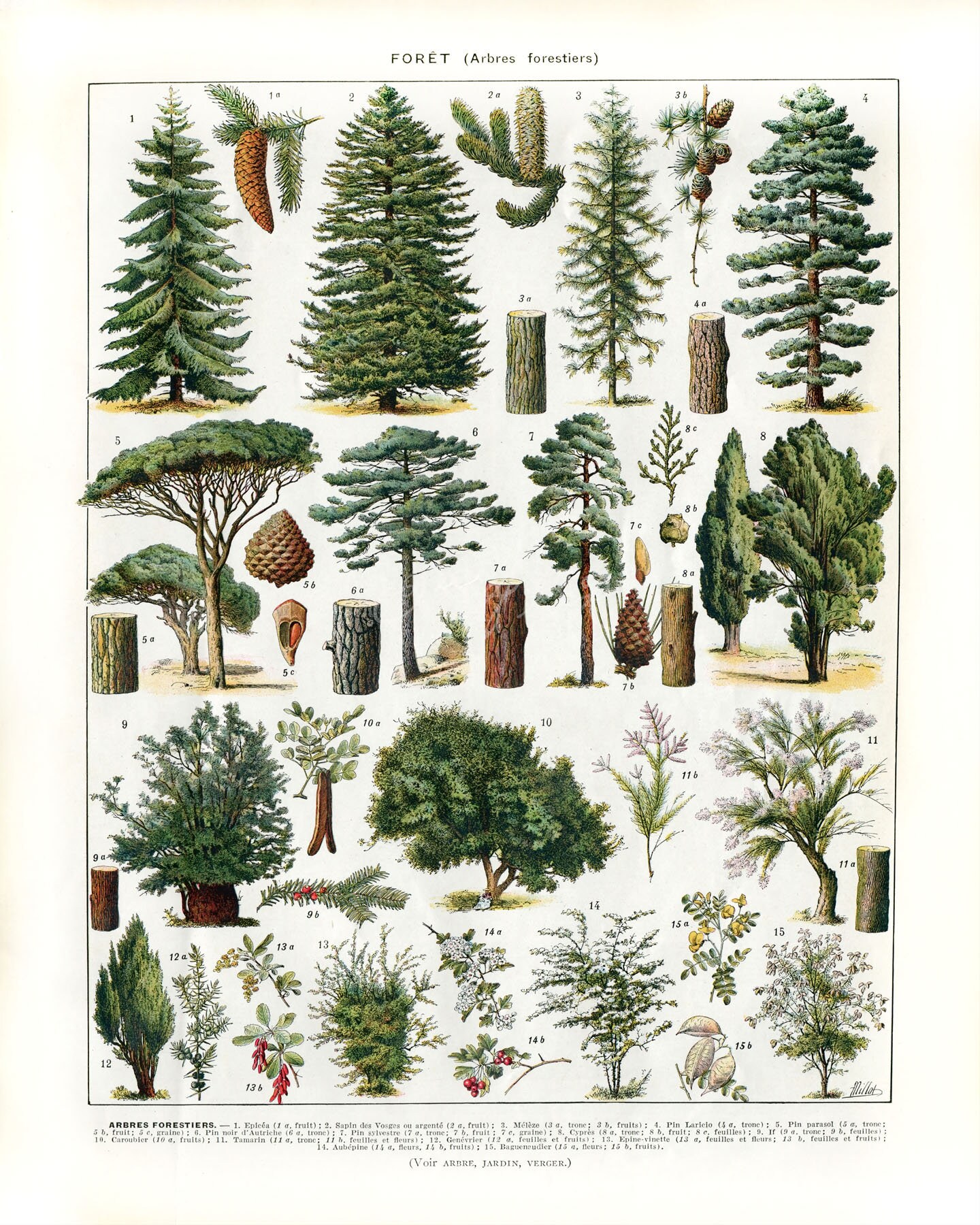 INSTANT DOWNLOAD 7 Poster Print Set 16x20 Trees Evergreen | Etsy