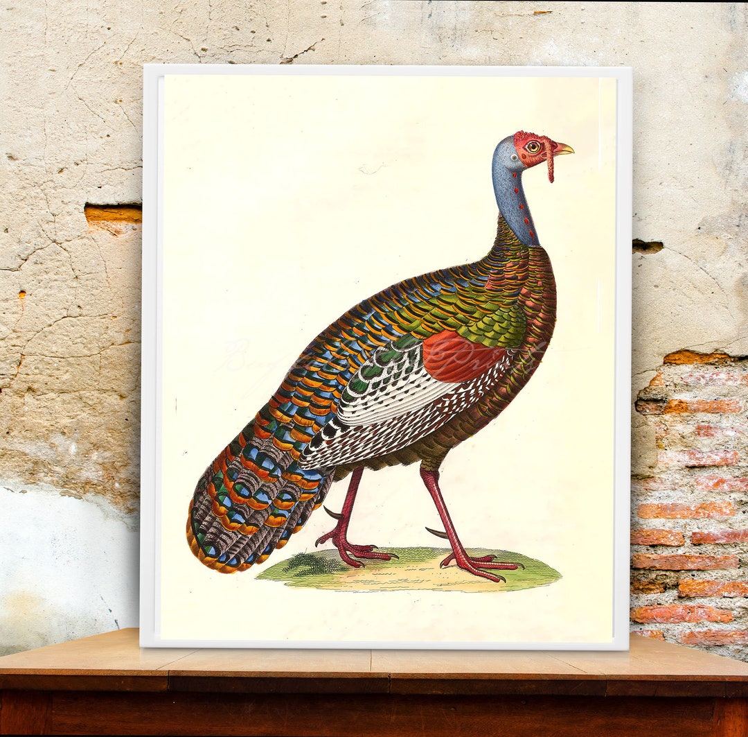 POSTER PRINT Wild Turkey Poster Print Game Bird Thanksgiving Poster ...