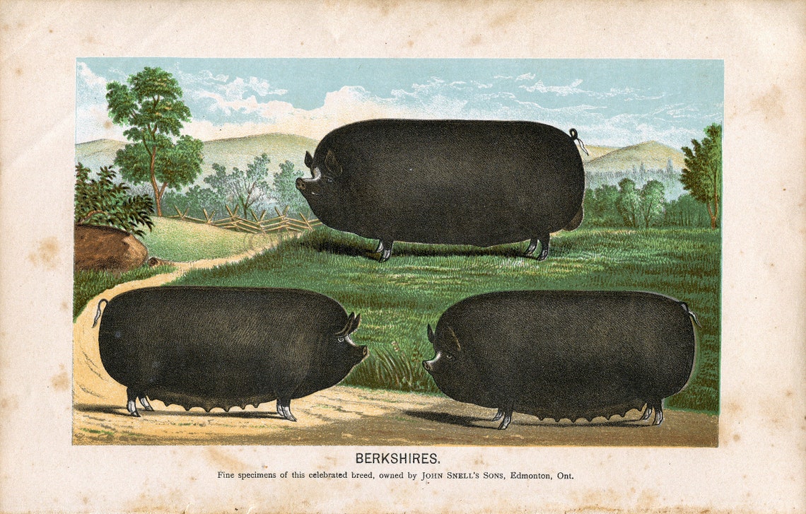 INSTANT DOWNLOAD 8 Print Set Arm Animal Prints Pig Sheep Cows Horses ...