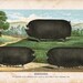 INSTANT DOWNLOAD 8 Print Set Arm Animal Prints Pig Sheep Cows Horses ...