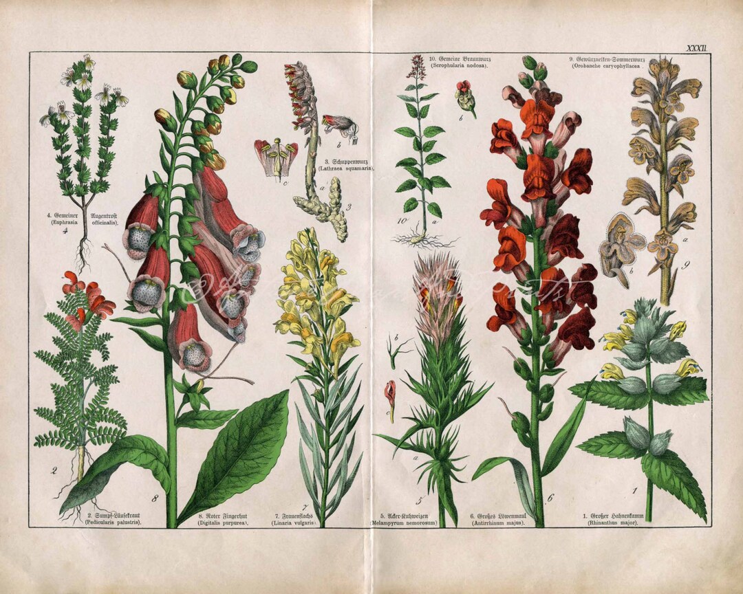 INSTANT DOWNLOAD Botanical Flowers Snapdragon Foxglove Poster Print ...