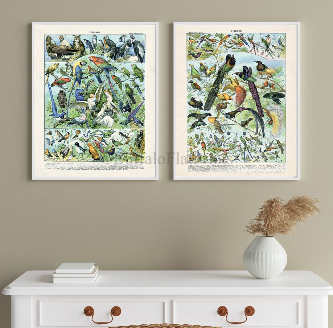 INSTANT DOWNLOAD Birds of the World Exotic Birds 2 Print Set ...